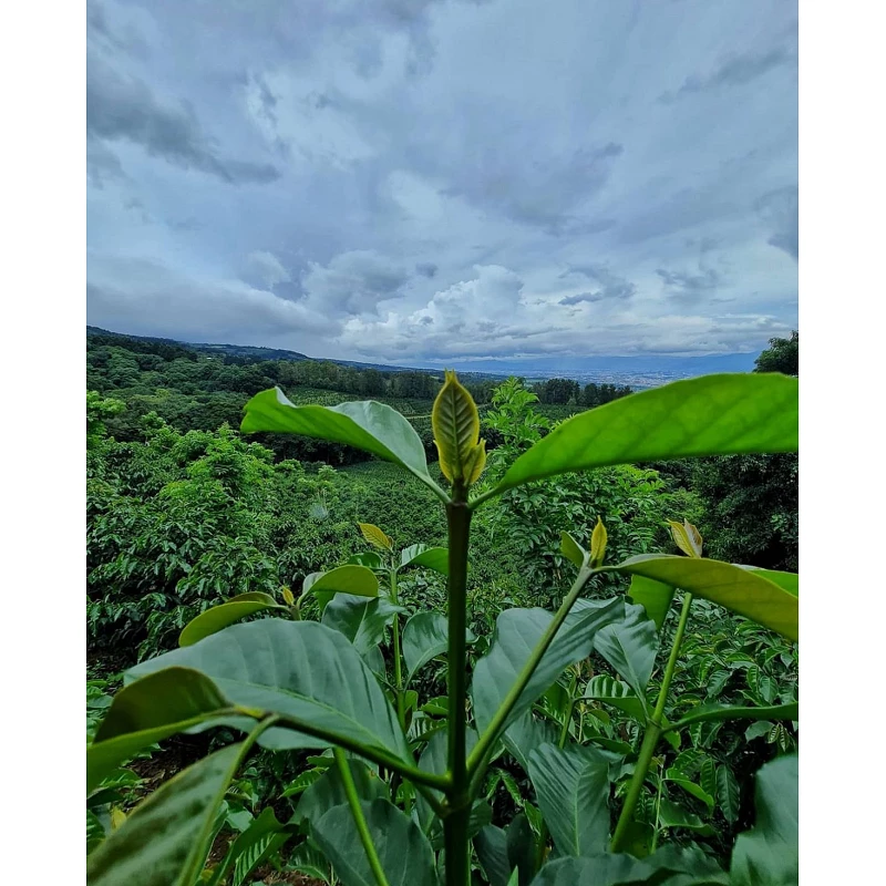 CAFÉ de ESPECIALIDAD de COSTA RICA Black Diamond | Café Gourmet ...