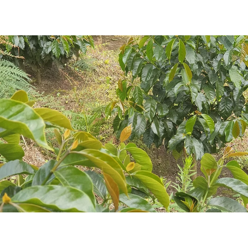 CAFÉ de ESPECIALIDAD de COLOMBIA Paraiso 92 | Café Gourmet Molienda ...