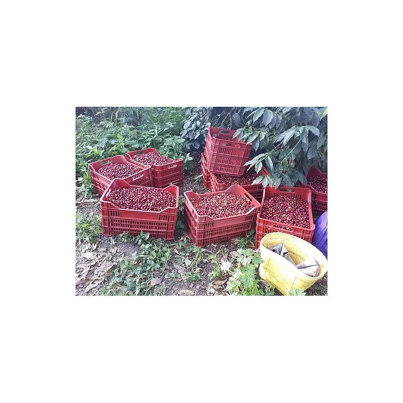 CAFÉ de ESPECIALIDAD de PERÚ Geisha| Café Gourmet Peso 250g Molienda ...