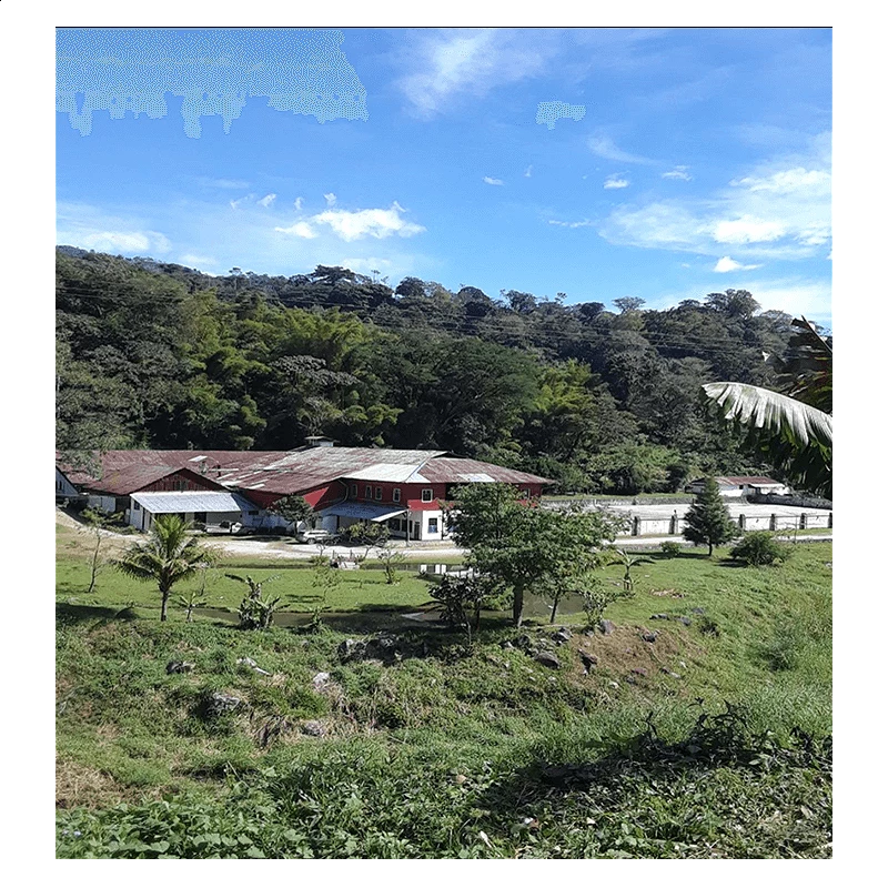 Decaf Specialty coffee capsules - Mexico | Cafe Gourmet Número de ...